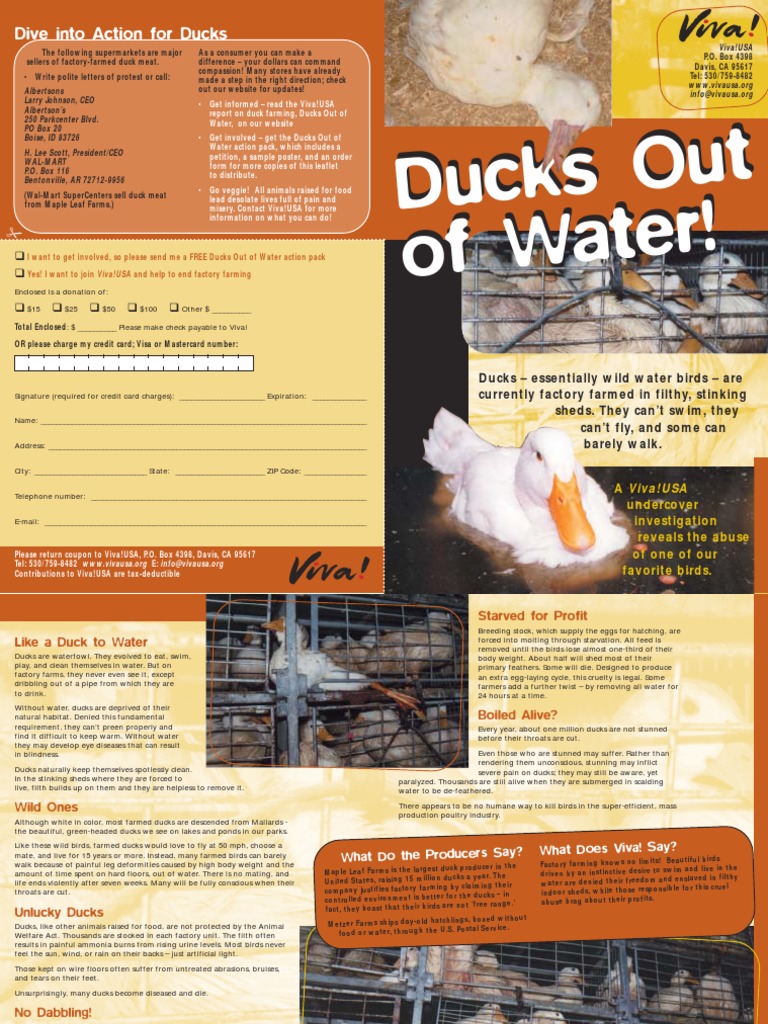 Ducks Out of Water (VIVA USA) | PDF | Intensive Animal Farming | Duck