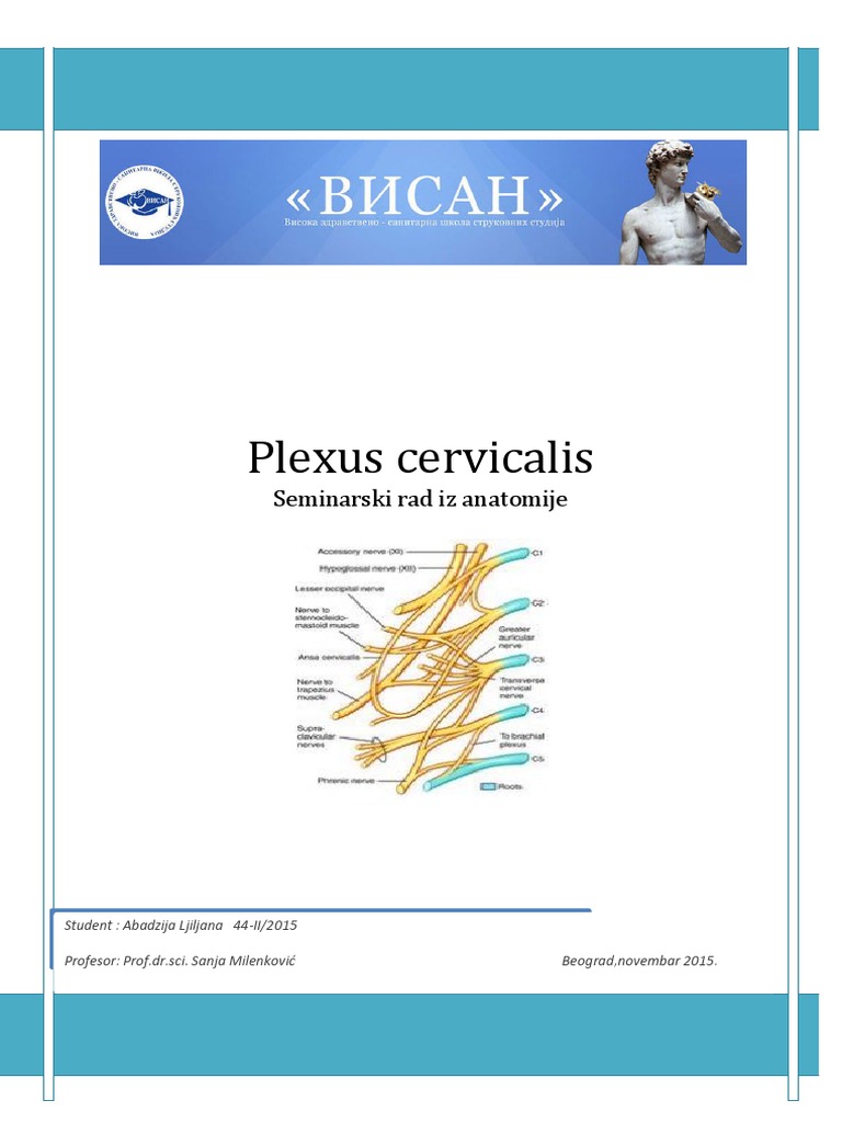 Plexus Cervicalis, Abadžija PDF | PDF