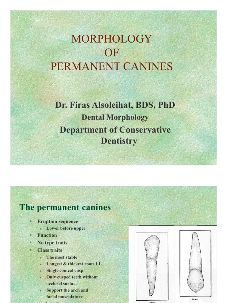 Morphology of Permanent Canines | PDF | Dental Anatomy | Mouth