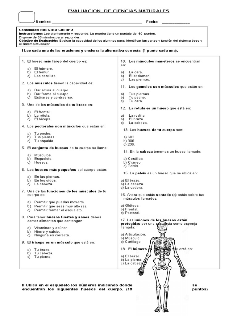 Prueba Sistema Oseo y Muscular | Hueso | Articulación