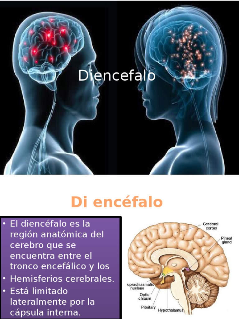 Diencefalo | PDF | Fisiologia Animal | Zoología