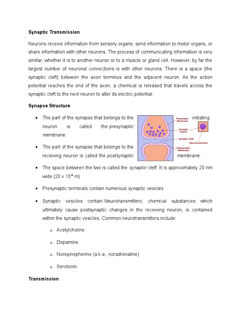 Synaptic Transmission | PDF | Chemical Synapse | Neurotransmitter