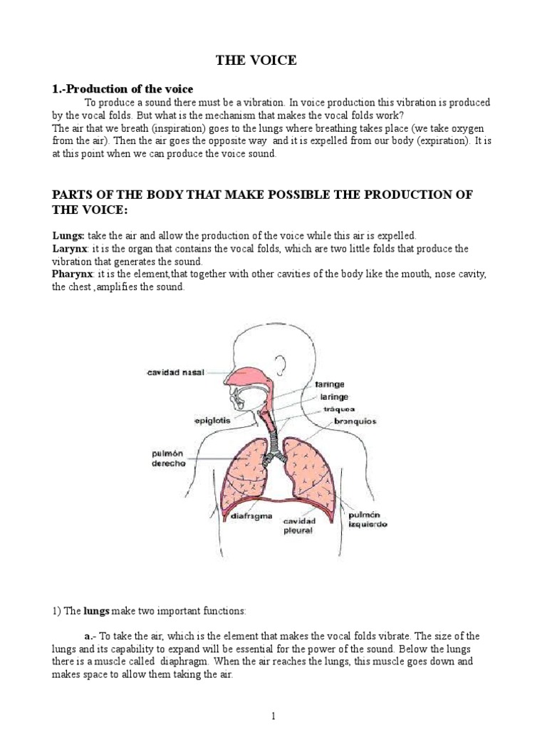 Voice | PDF | Human Voice | Singing