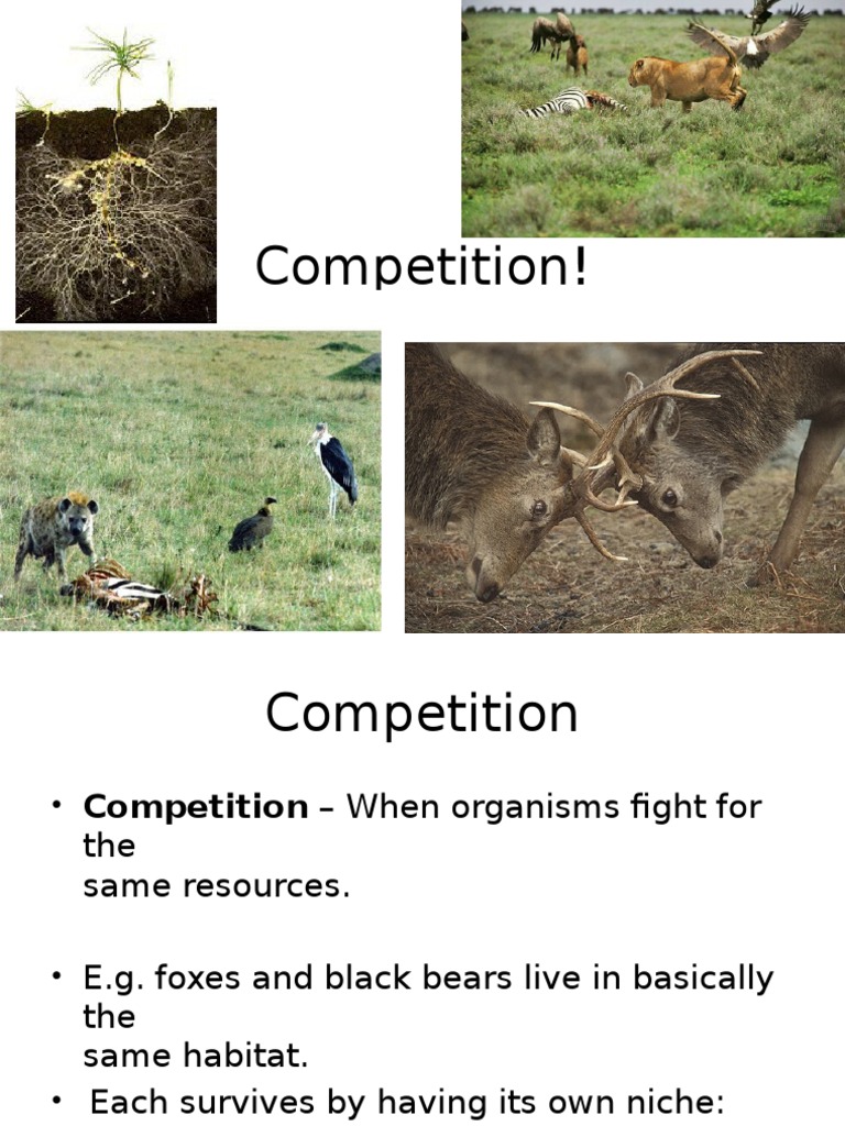 Understanding Ecological Competition | PDF