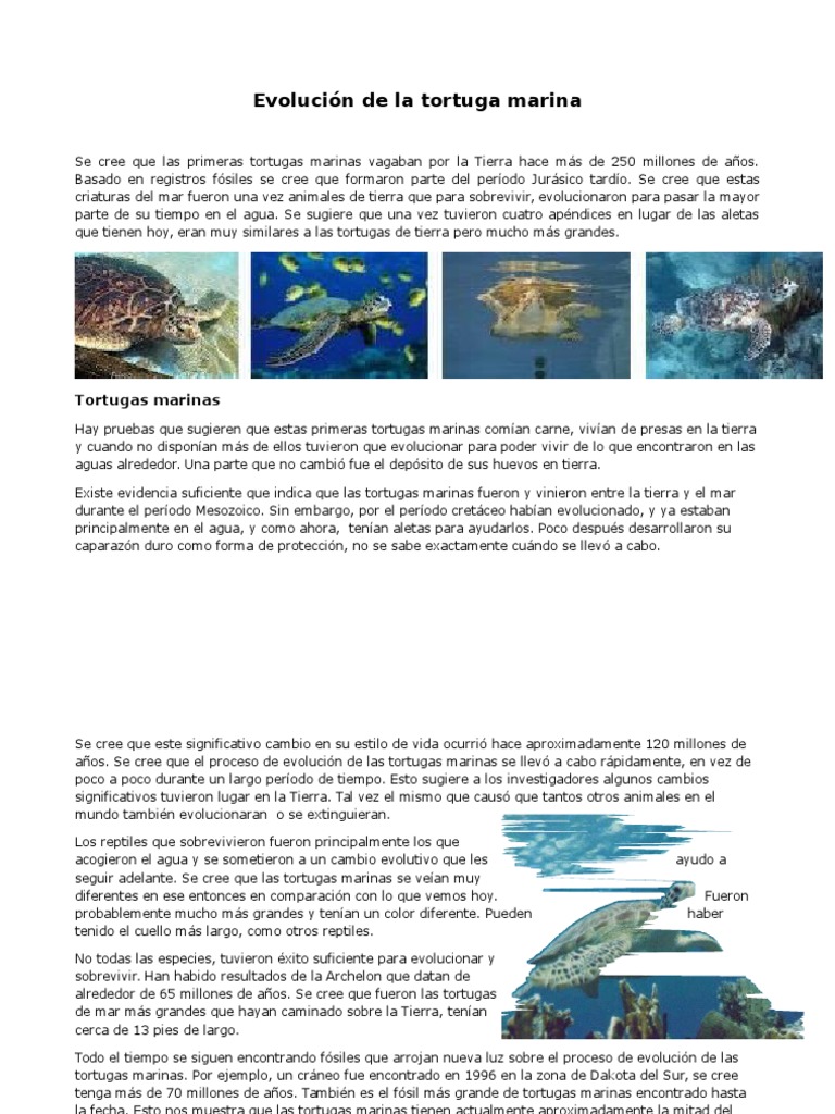 Evolución de La Tortuga Marina | PDF | Tortuga | Evolución