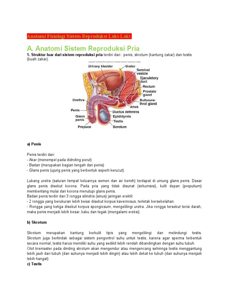 Anatomi Fisiologi Sistem Reproduksi Laki | PDF