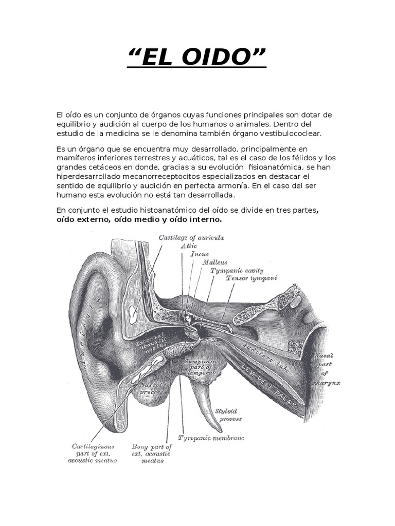 Estructura y Función del Oído Humano | PDF | Oído | Zoología