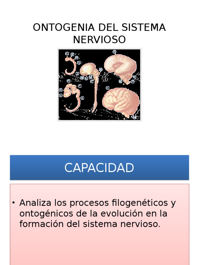 ontogenia del sistema nervioso | Sistema nervioso | Sistema nervioso ...