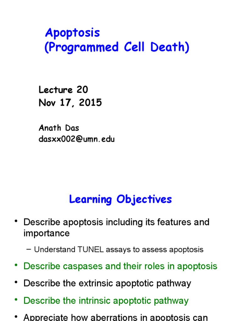 Lecture 20: Apoptosis | PDF | Bcl 2 | Apoptosis