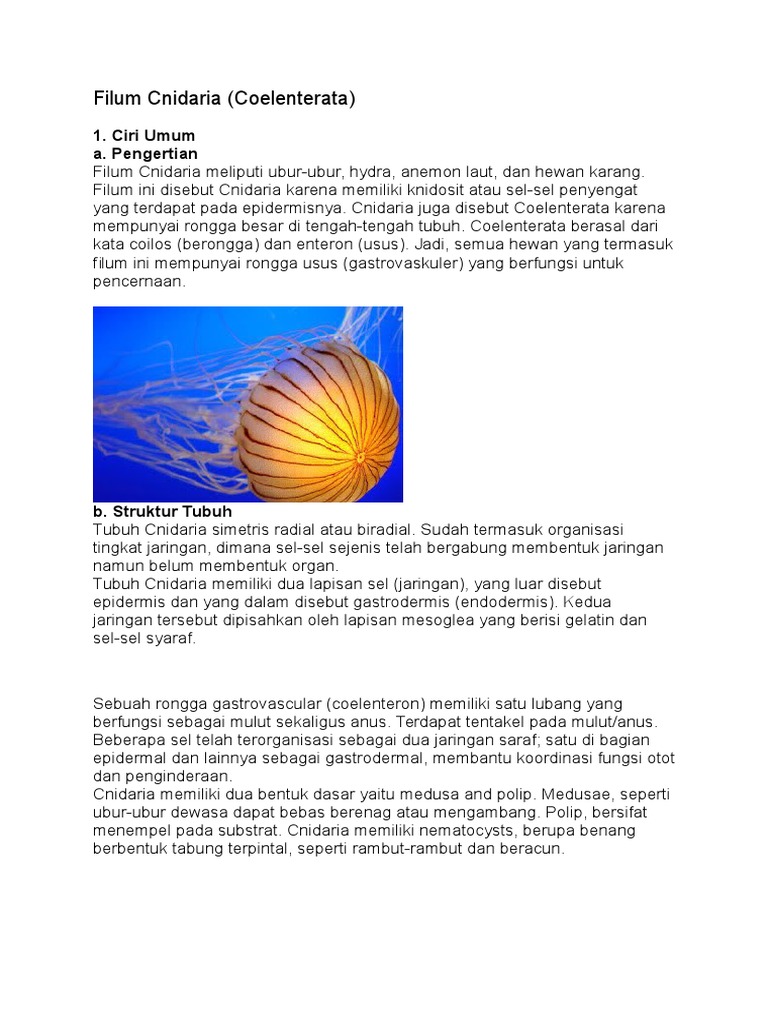 Filum Cnidaria | PDF