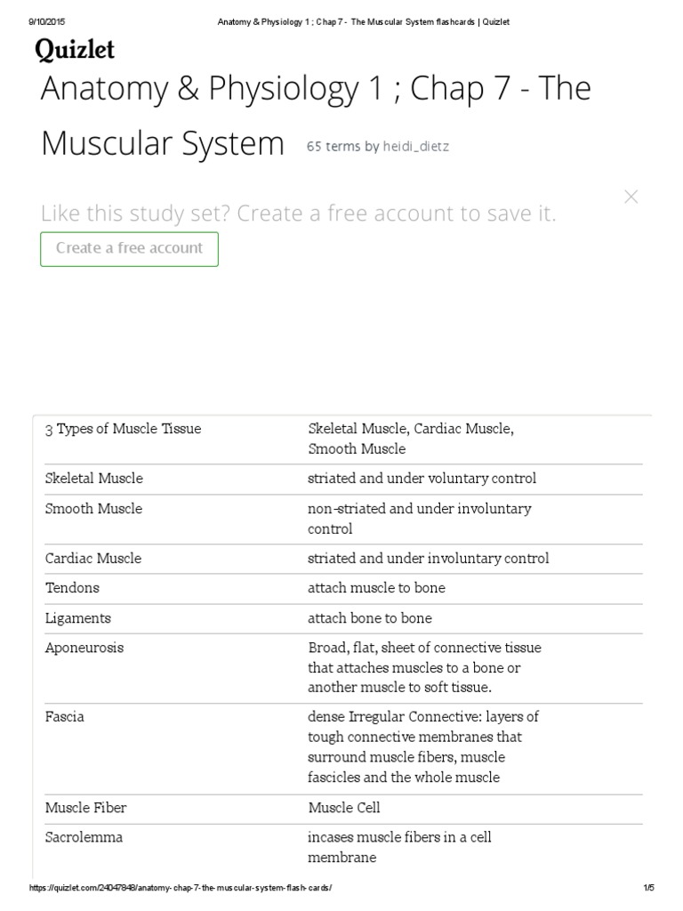 Muscular System Flashcards Overview | PDF | Skeletal Muscle | Muscle ...