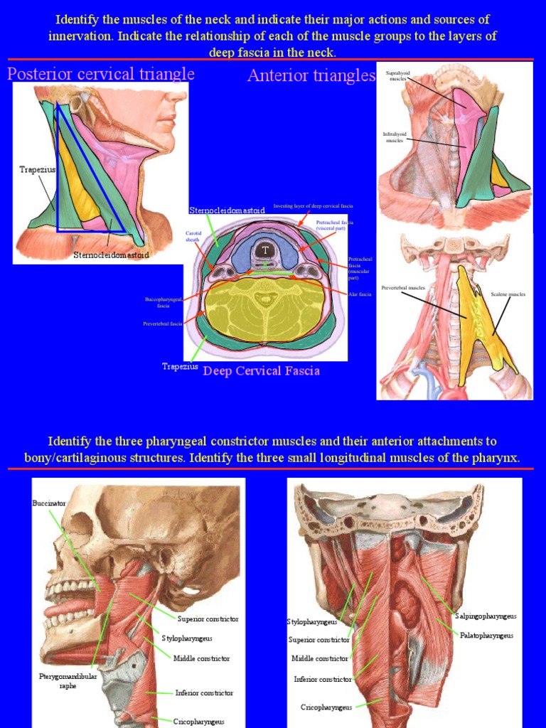 Posterior Cervical Triangle Anterior Triangles | PDF | Common Carotid ...