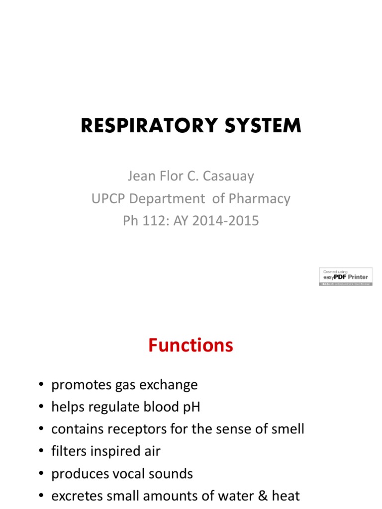 Respiratory System - ANATOMY Handout | PDF | Lung | Larynx