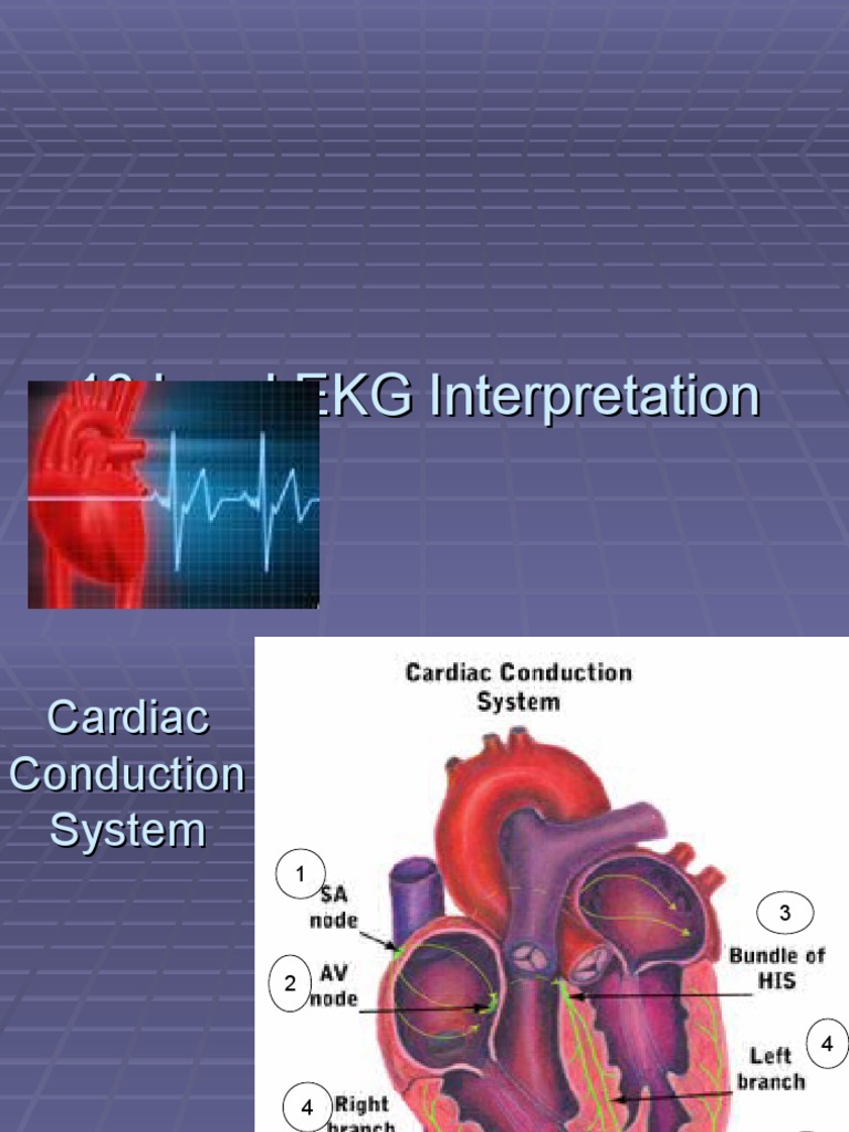 12-Lead EKG Interpretation | PDF | Electrocardiography | Visual Cortex