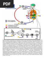 Retortamonas intestinalis: Protozoo Intestinal | PDF | Biología | Medicina