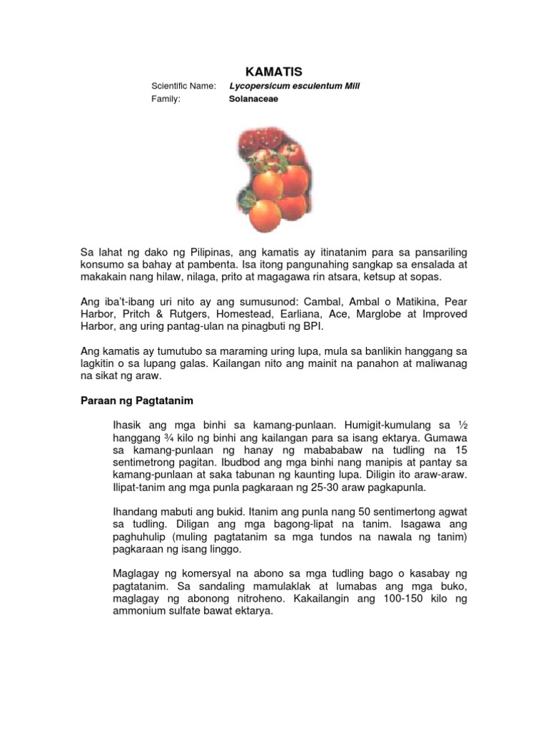 Kamatis | PDF