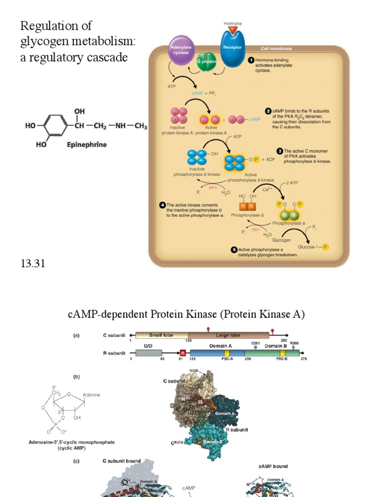 Regulation of Glycogen Metabolism: A Regulatory Cascade | PDF