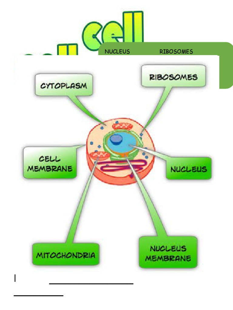 NAME: - DATE: - : Nucleus Ribosomes Mithocondria Cell Membrane ...