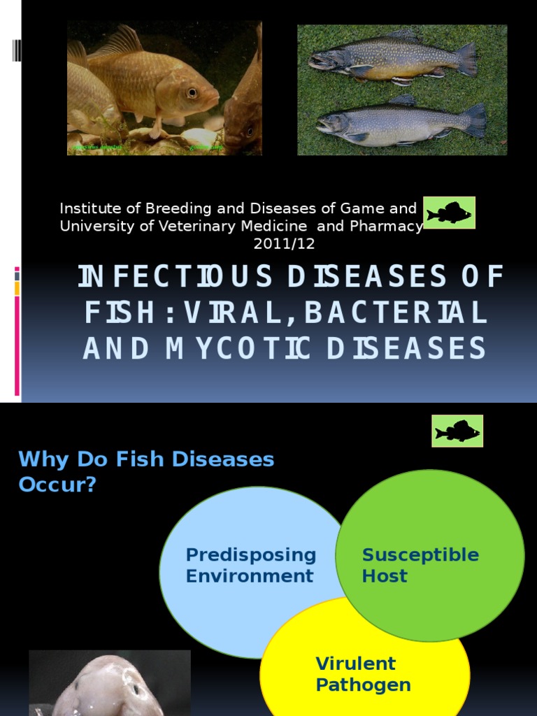 Microbial Fish Diseases 2011 | Infection | Public Health