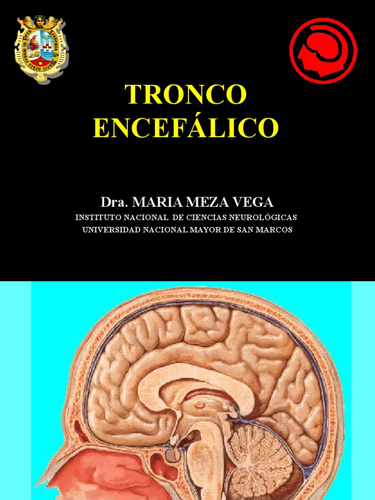 Tronco Encefalico | PDF | Tálamo | Tronco encefálico