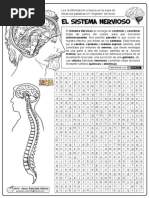Sopa de Letras Sistema Nervioso | Neuroanatomía | Sistema nervioso