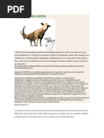 Ciclo de Vida de la Vaca: Etapas y Características | PDF | Vacas | Leche
