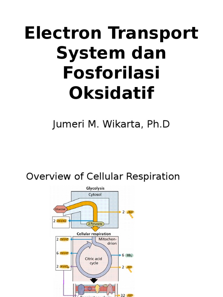 4. Fosforilasi oksidatif.ppt | Electron Transport Chain | Adenosine ...