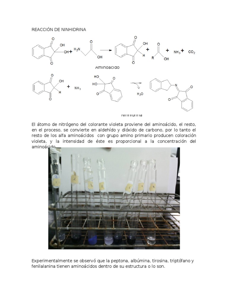 Reacción de Ninhidrina con Aminoácidos | PDF | Salud y bienestar ...
