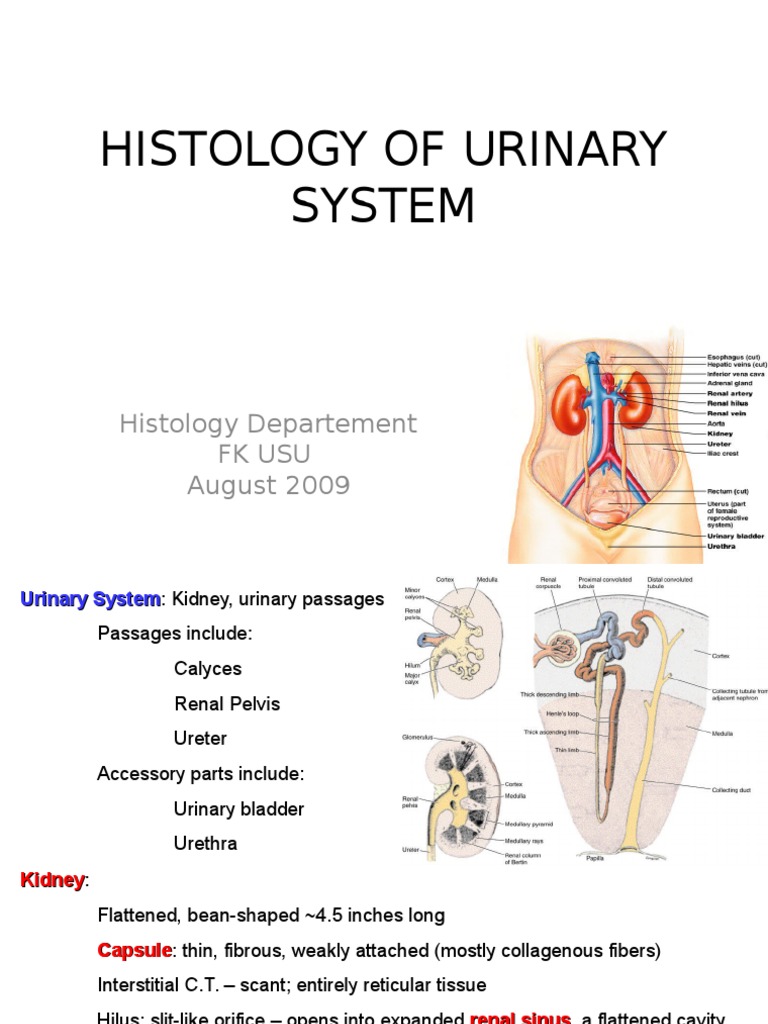 Histology of the Urinary System | PDF | Kidney | Organ (Anatomy)