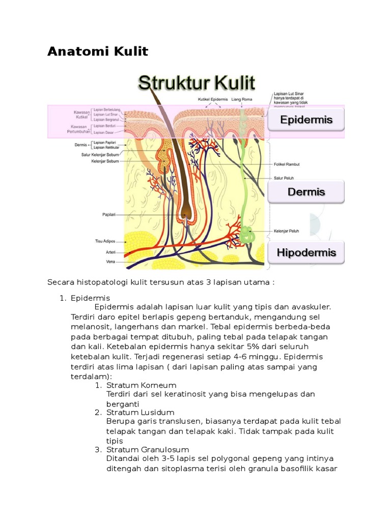 Anatomi Kulit | PDF