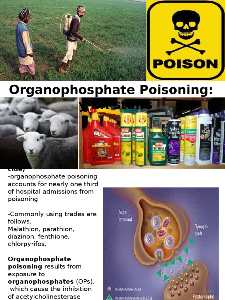 Organophosphate Poisoning Management | PDF | Acetylcholine | Physiology