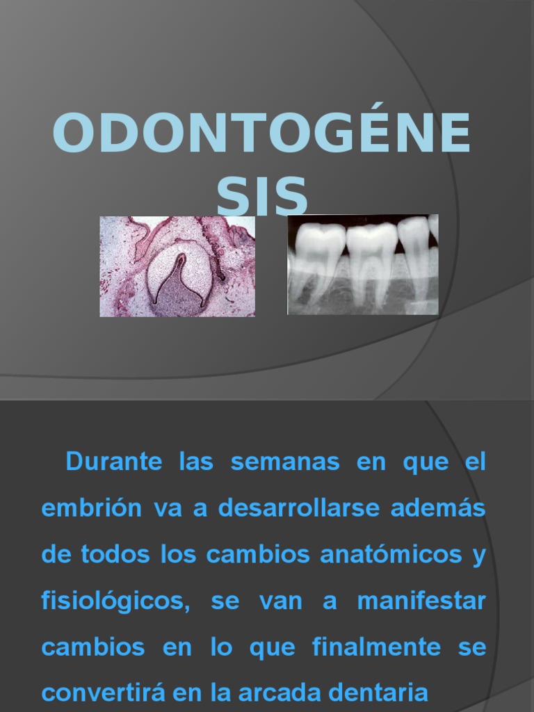 ODONTOGENESIS | PDF | Diente humano | Epitelio