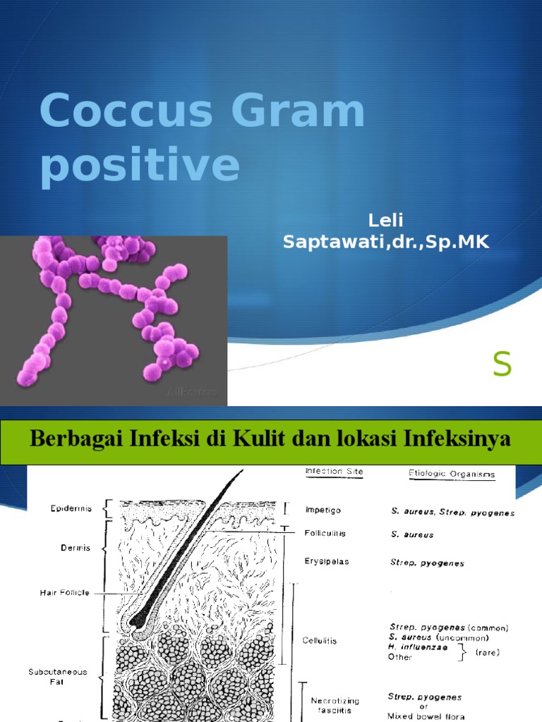 Kuliah Mikrobiologi Bakteri Coccus Gram Positif - Dr Lely Saptawati ...