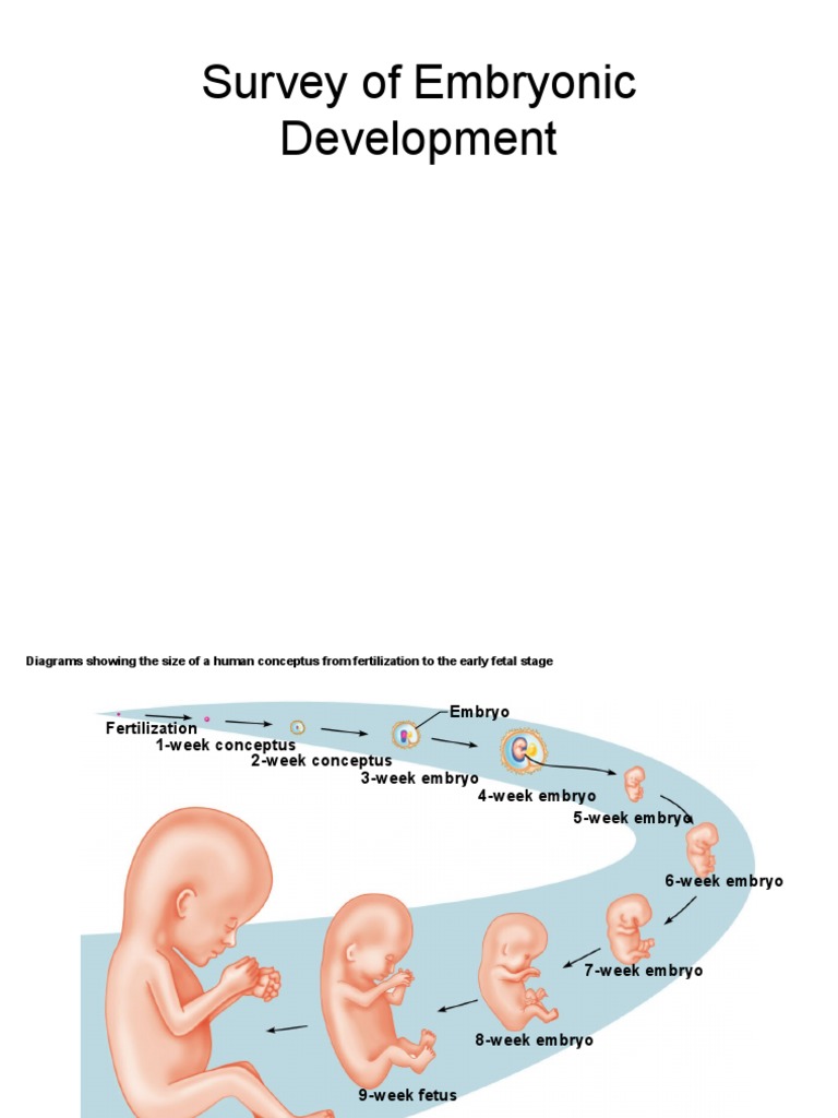 2a Embryonic Development.ppt | Implantation (Human Embryo) | Reproduction