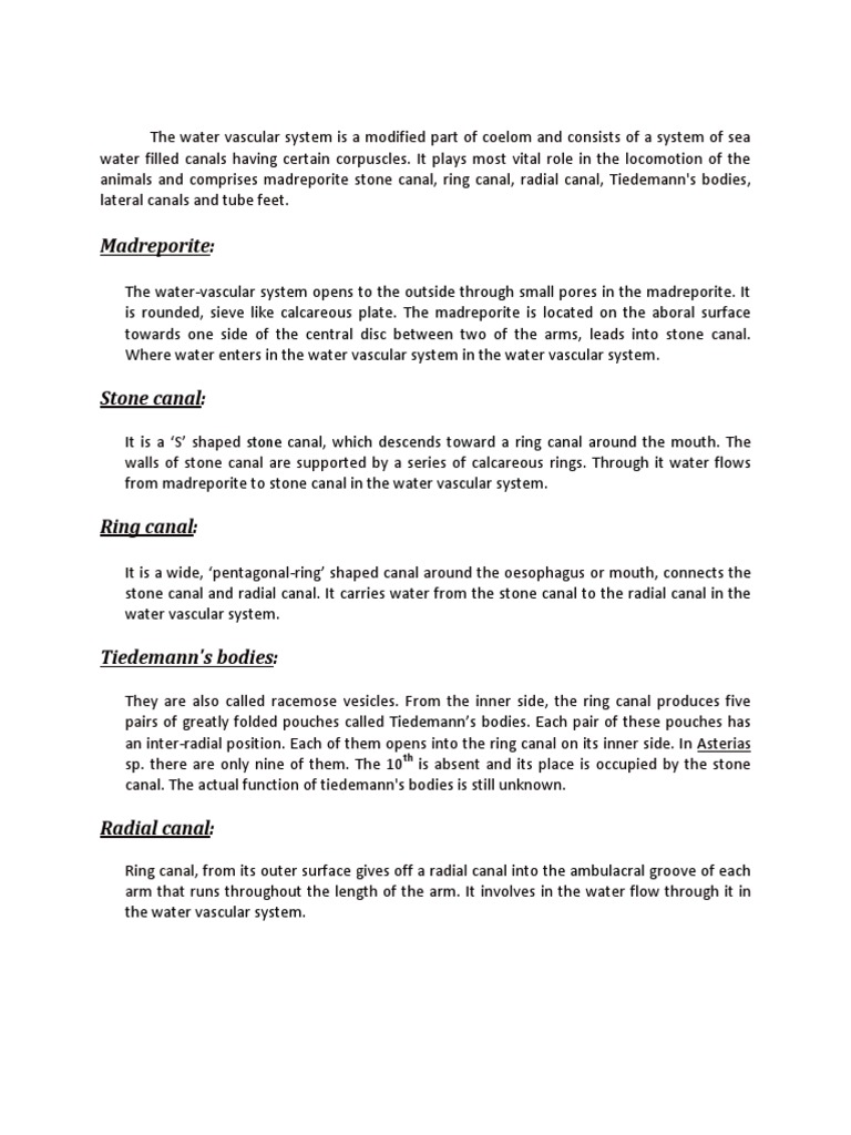 Water Vascular System of Asterias | PDF | Anatomy | Animal Anatomy