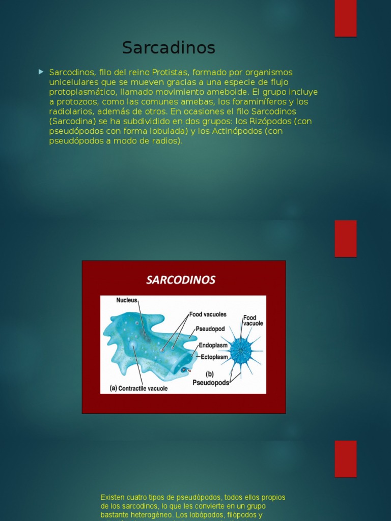 Características de los Sarcodinos | PDF | Organismos | Eucariotas