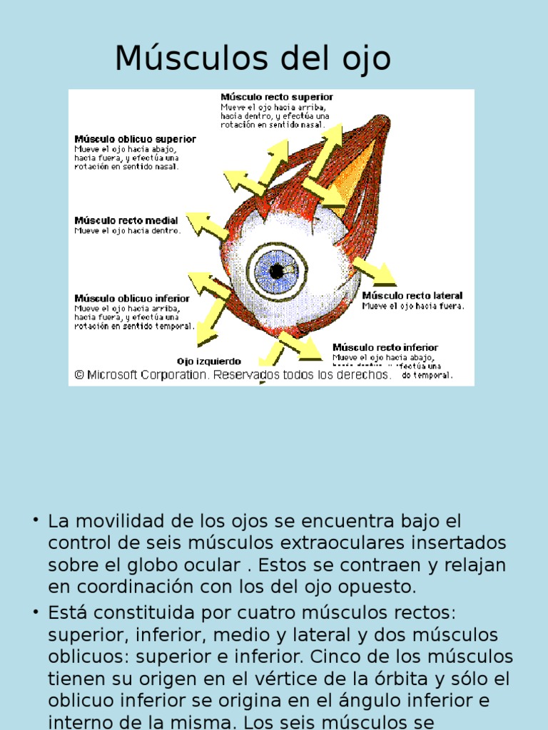Músculos | PDF | Ojo humano | Visión