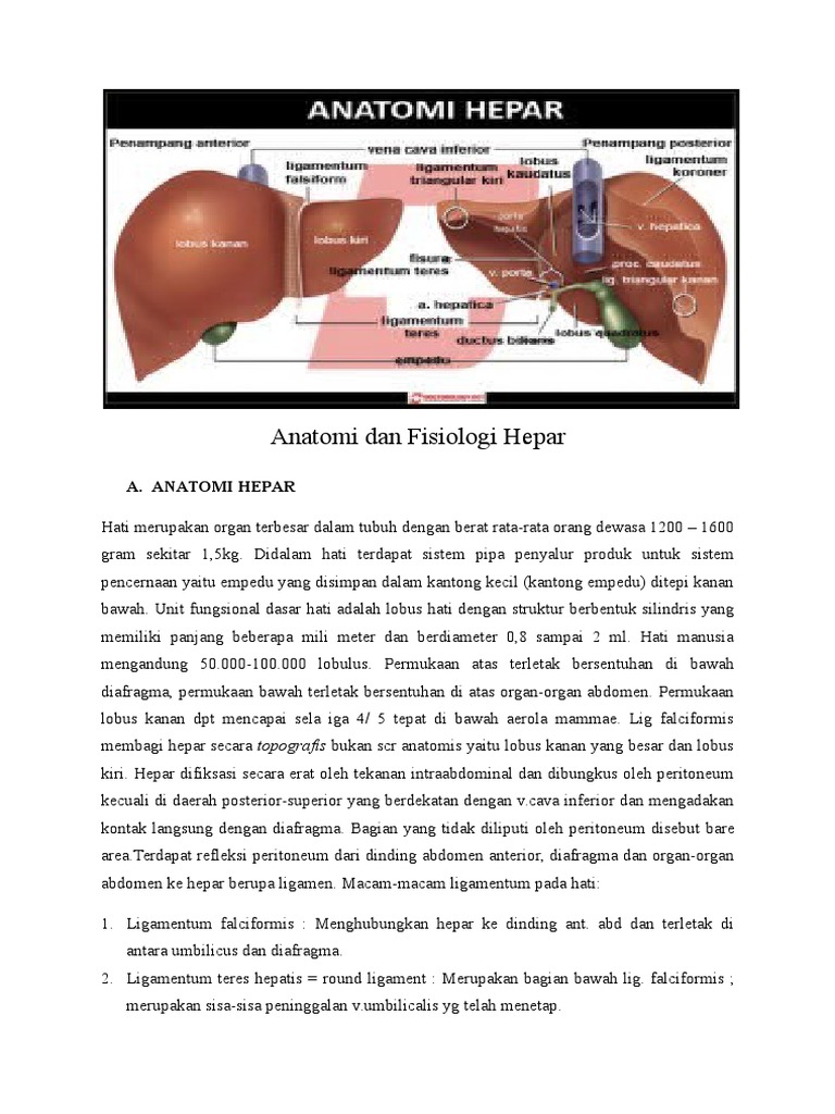 Anatomi dan Fisiologi Hepar Manusia | PDF