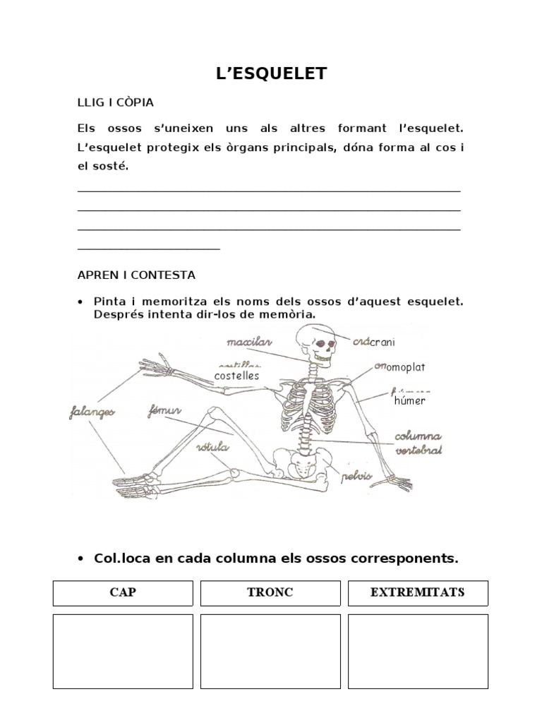 L'esquelet | PDF