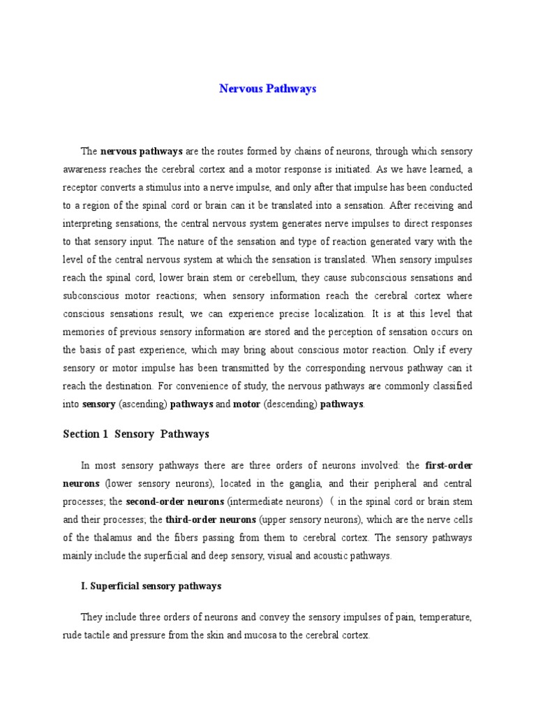 Nervous Pathways | Spinal Cord | Motor Neuron