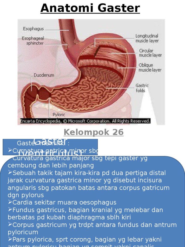 Anatomi Gaster | PDF