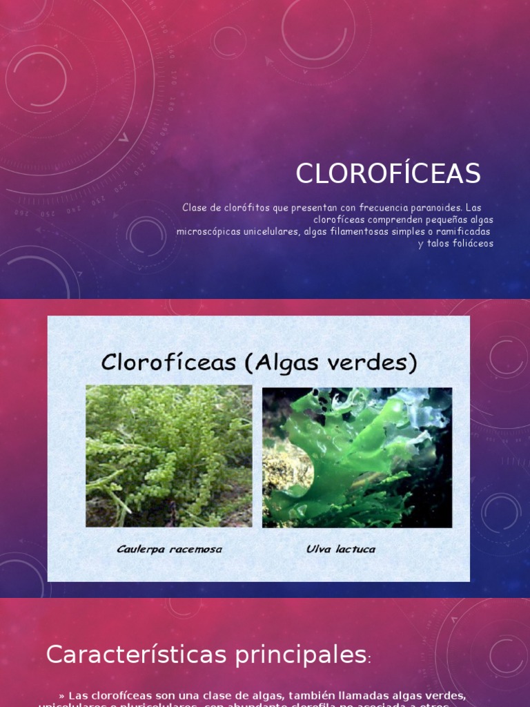 Clorofíceas | PDF | Algas | Taxonomía Vegetal