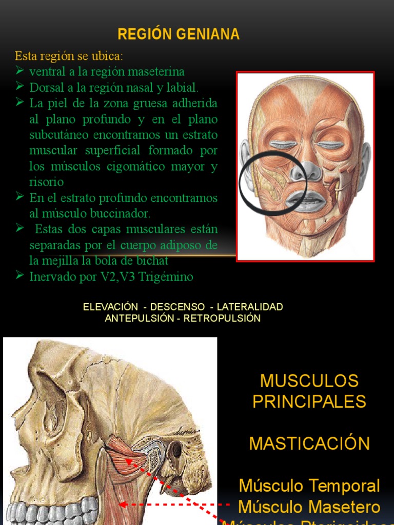 Región geniana.pptx | Sistema musculoesquelético | Anatomia animal