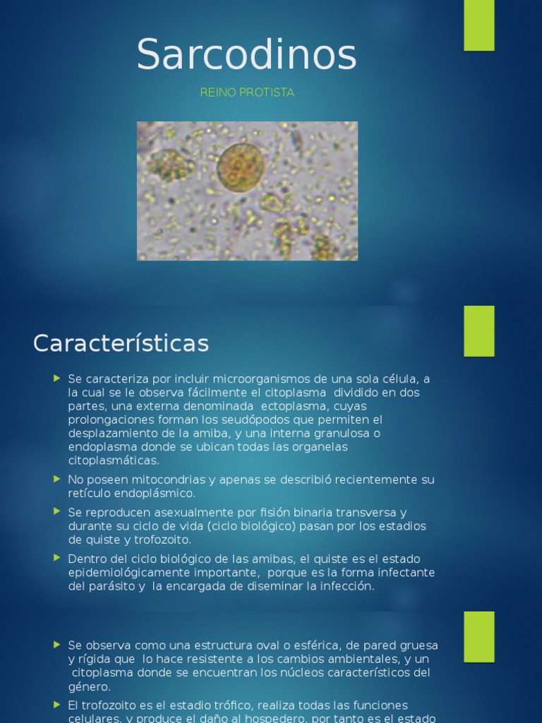 Sarcodinos | PDF | Microbiología | Biología