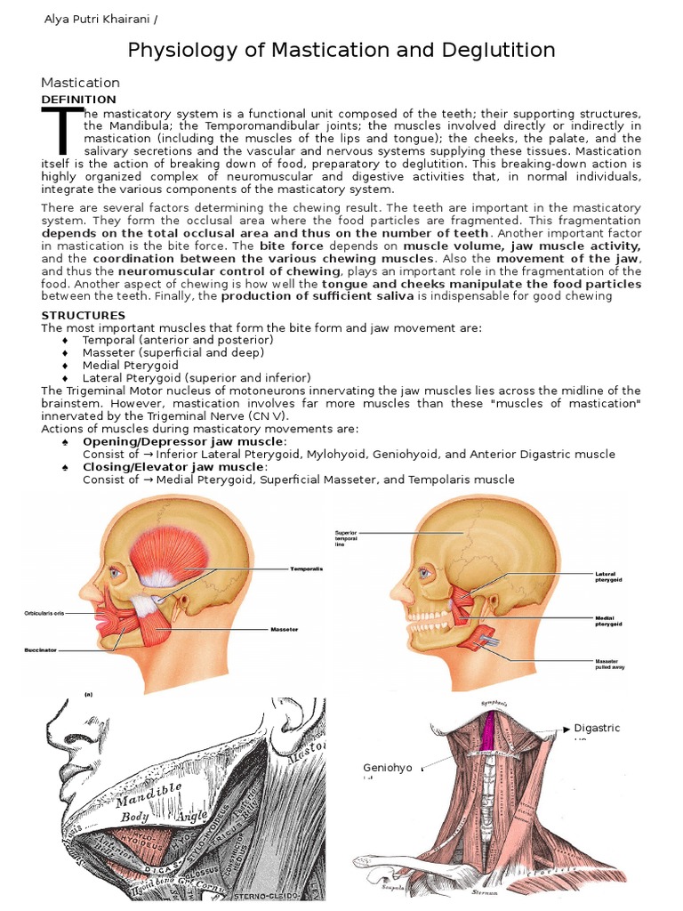 Physiology of Mastigation | PDF | Animal Physiology | Animal Anatomy