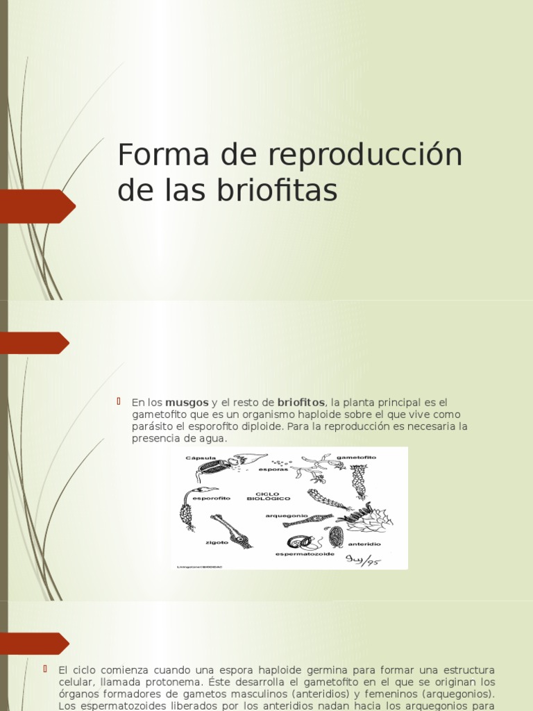 El ciclo reproductivo de las briofitas: alternancia de generaciones ...