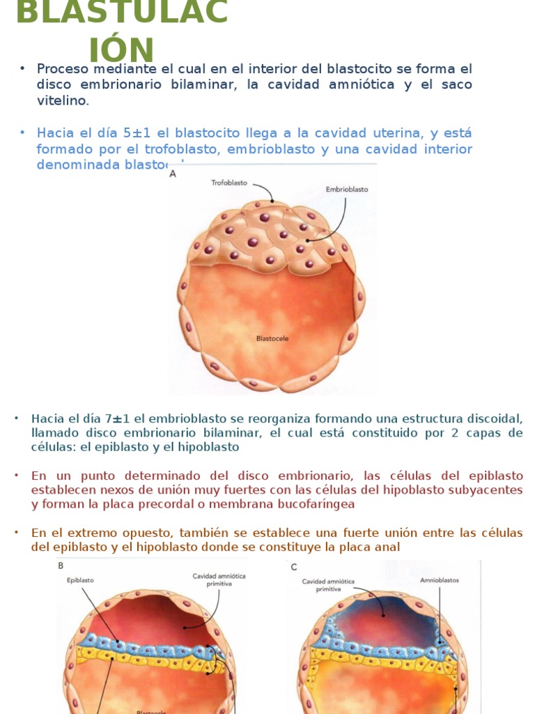 Blastulación e Implantacion | PDF