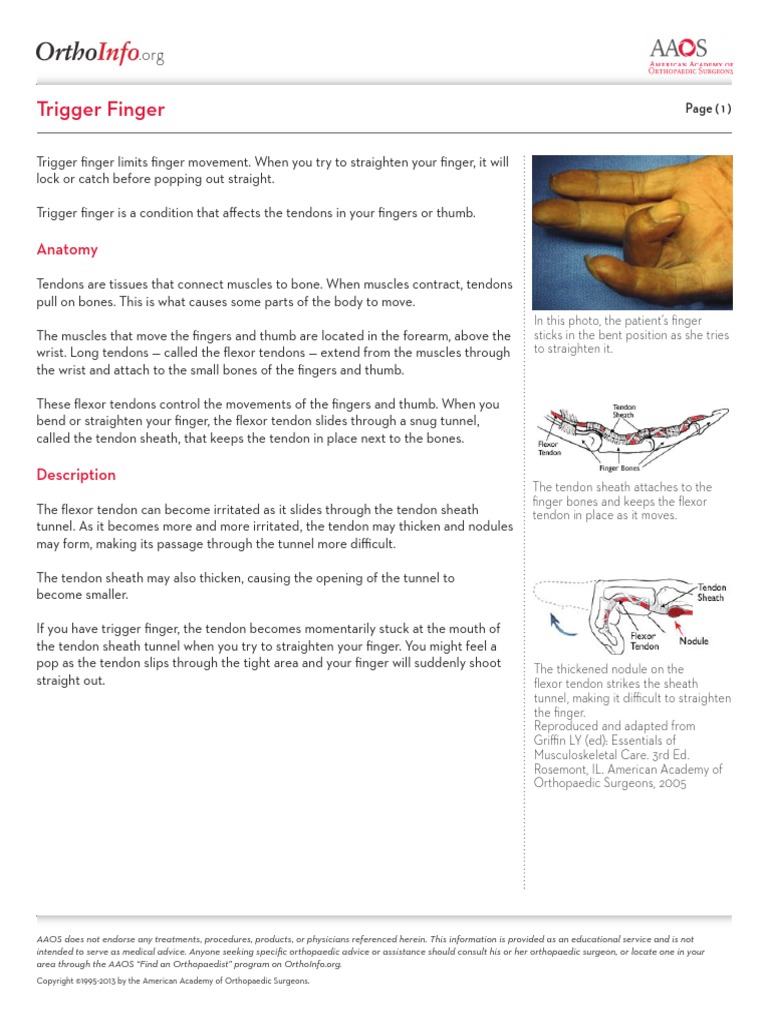 Trigger Finger: Anatomy | PDF | Finger | Orthopedic Surgery