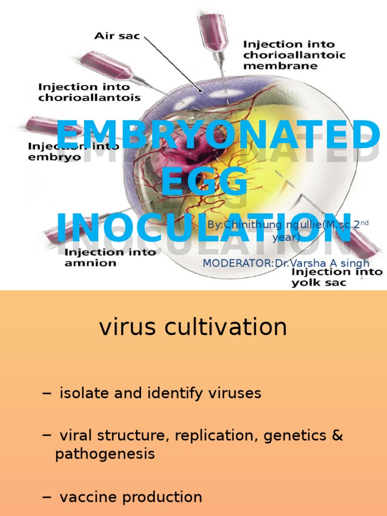 Embryonated Egg Inoculation Techniques | PDF | Egg | Virus