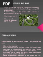 El Relieve Amazónico | PDF | Paisaje | Geomorfología